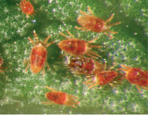 Brevipalpus chilensis - Empresas N-GEN