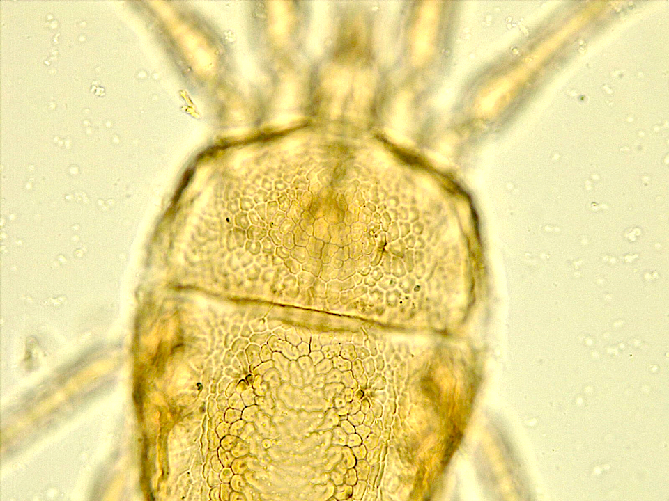Brevipalpus chilensis III - Empresas N-GEN