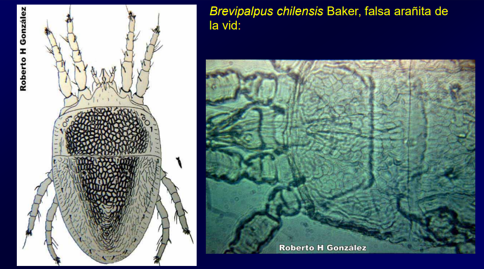 Brevipalpus chilensis - Empresas N-GEN