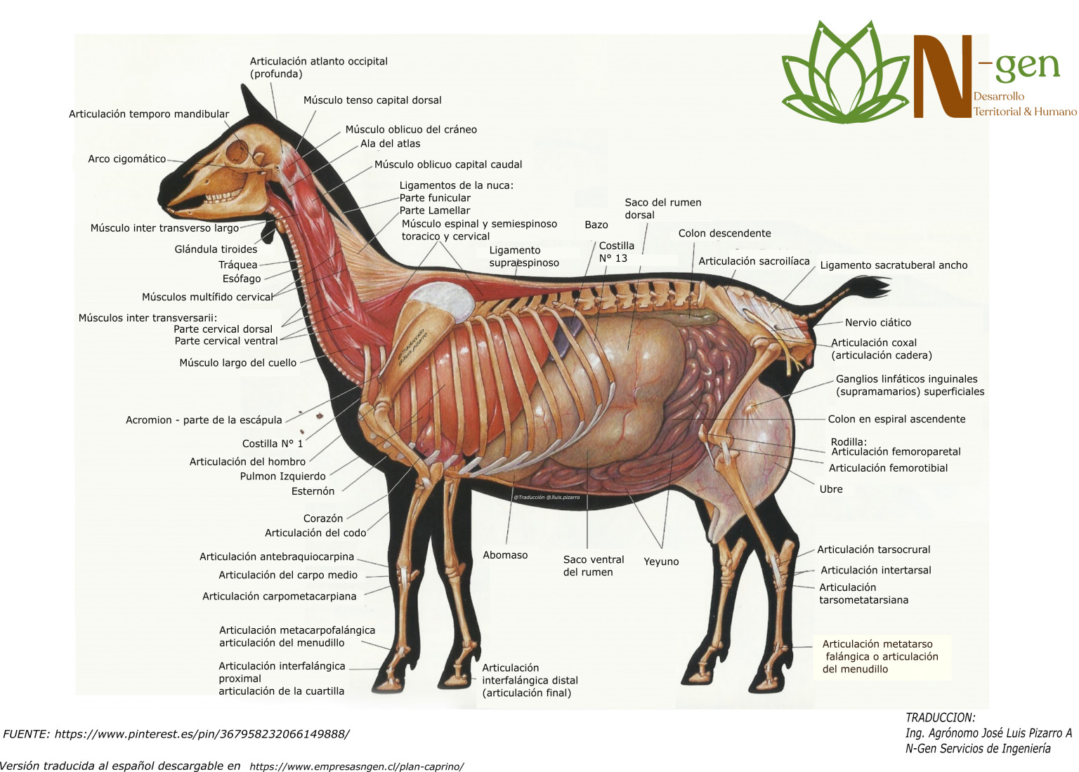 PLAN CAPRINO - Empresas N-GEN